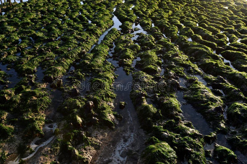Shore patterns stock photo. Image of pools, shore, pattern - 80793814