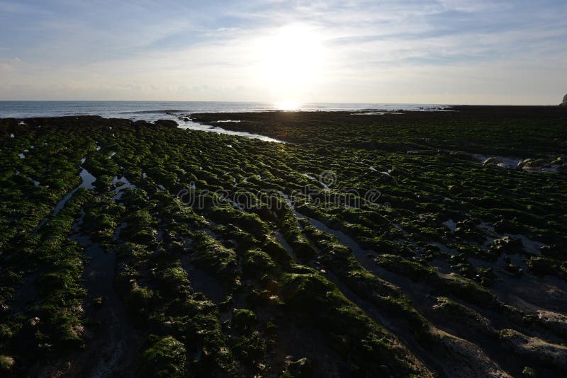 Shore patterns stock photo. Image of seaweed, algae, ocean - 80795226