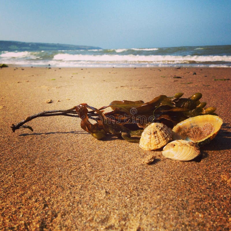 By the shore... stock photo. Image of shore, coastal - 44123706