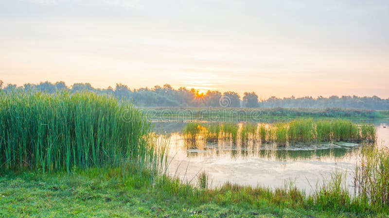 Shore of a Pond at Sunrise in Summer Stock Image - Image of plant, reed ...