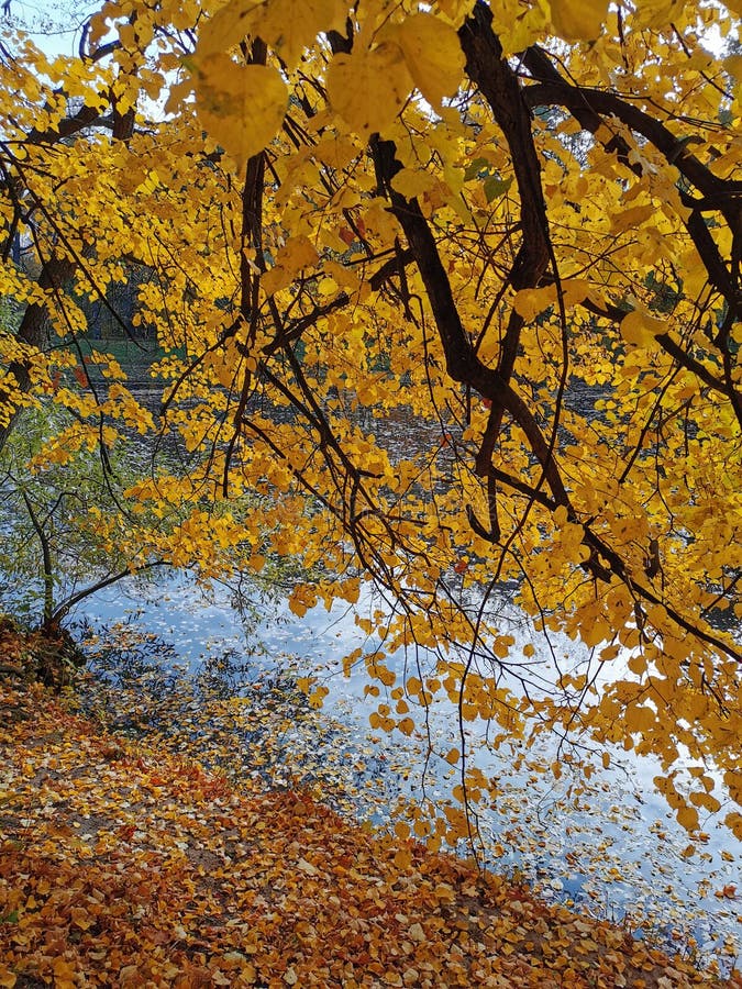 The Shore of a Pond with Trees Bent Over the Water, in Which the Sky is ...