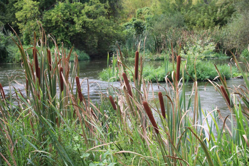 On the Shore of the Reservoir Grows Reed Mace (Typha Stock Image ...