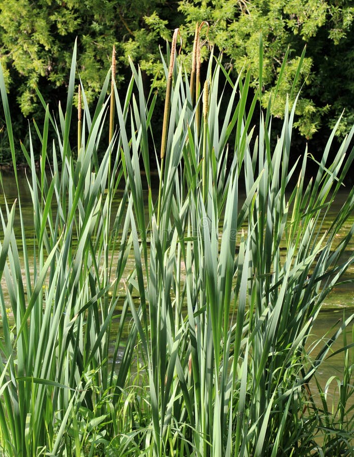 On the Shore of the Reservoir Grows Reed Mace (Typha Stock Image ...