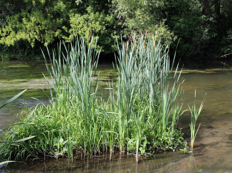 On the Shore of the Reservoir Grows Reed Mace (Typha Stock Image ...