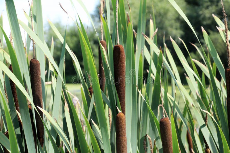 On the Shore of the Reservoir Grows Reed Mace (Typha Stock Photo ...