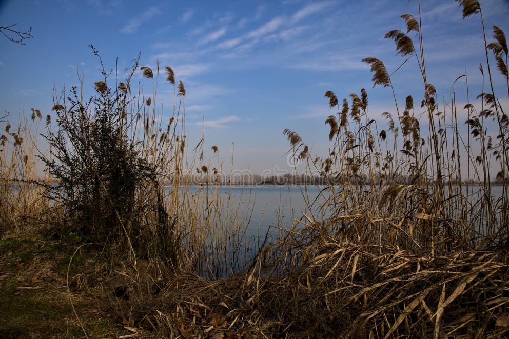 Shore of a River with Rushes on a Clear Day Stock Photo - Image of ...