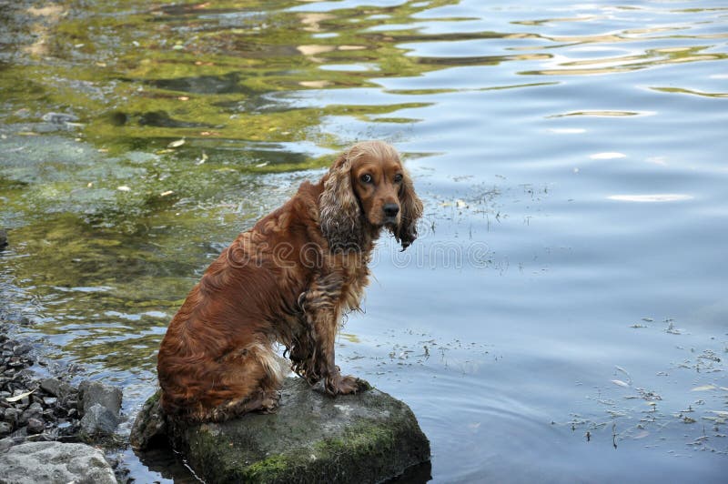 On the Shore of the River Sits a Dog Hunting Breed Cocker Spaniel Stock ...