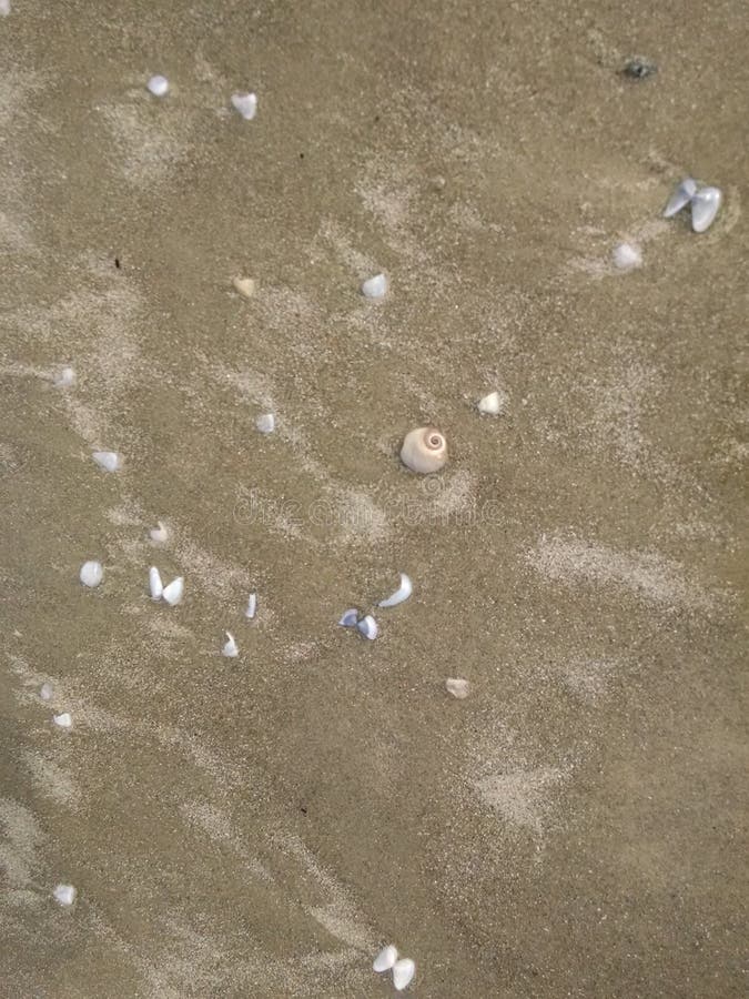 Shore Shells stock photo. Image of shells, padre, shore - 51011180