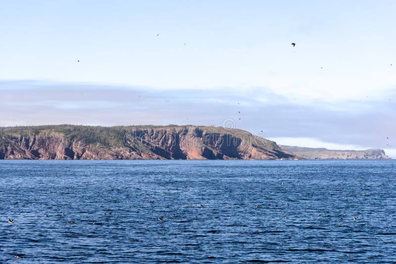 Shore view stock image. Image of vacation, island, newfoundland - 43153175