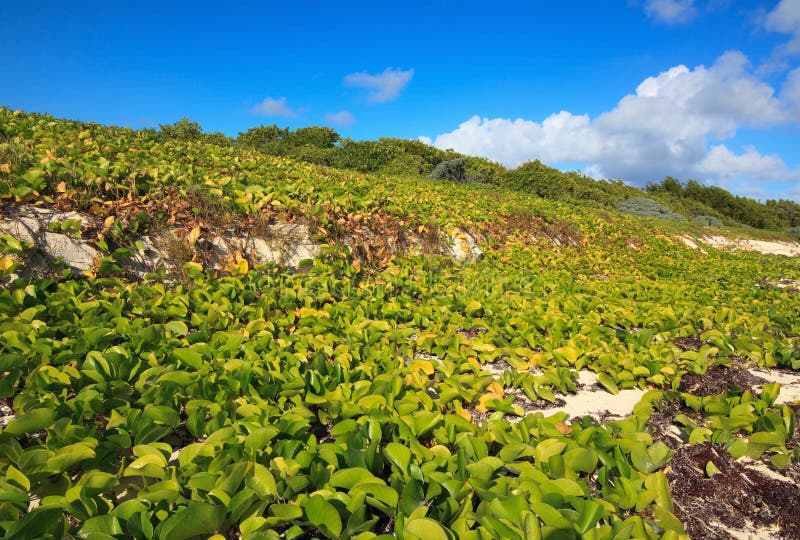 Shore Was Covered with Vegetation. Stock Photo - Image of island ...