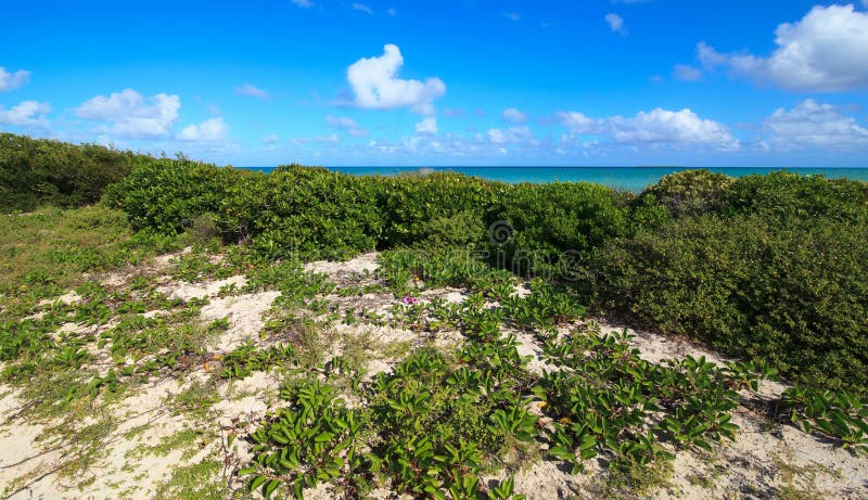 Shore Was Covered with Vegetation. Stock Photo - Image of island ...