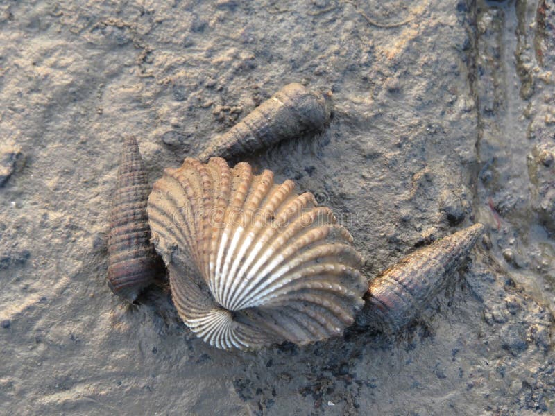On the Shore..! stock photo. Image of nature, posed, shore - 83421782