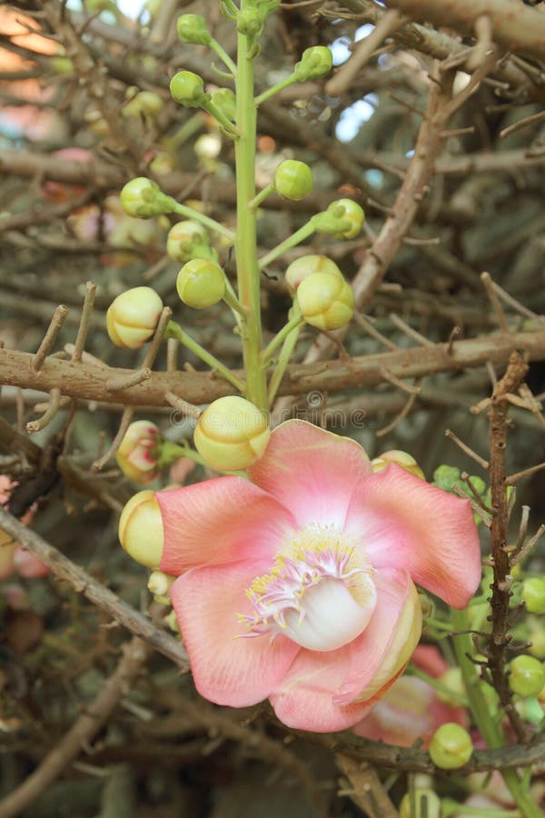 Shorea Robusta, Also Known As Sal or Shala Tree, is a Species of Stock ...