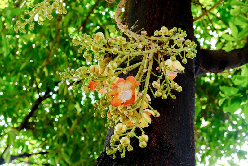 Shorea Robusta or Cannonball Flower from the Tree Stock Photo - Image ...