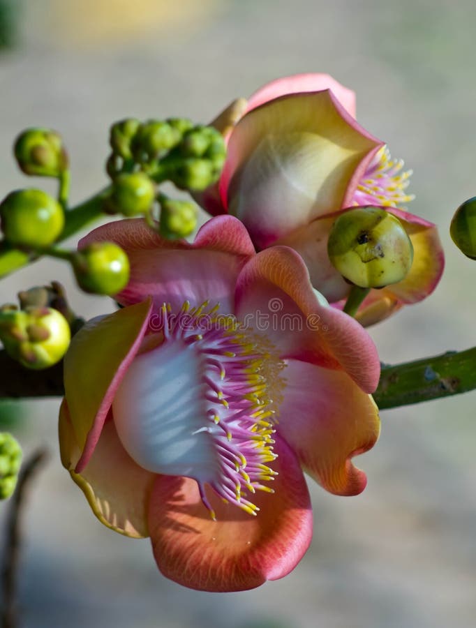 Shorea robusta stock image. Image of blossom, blossoms - 38722955