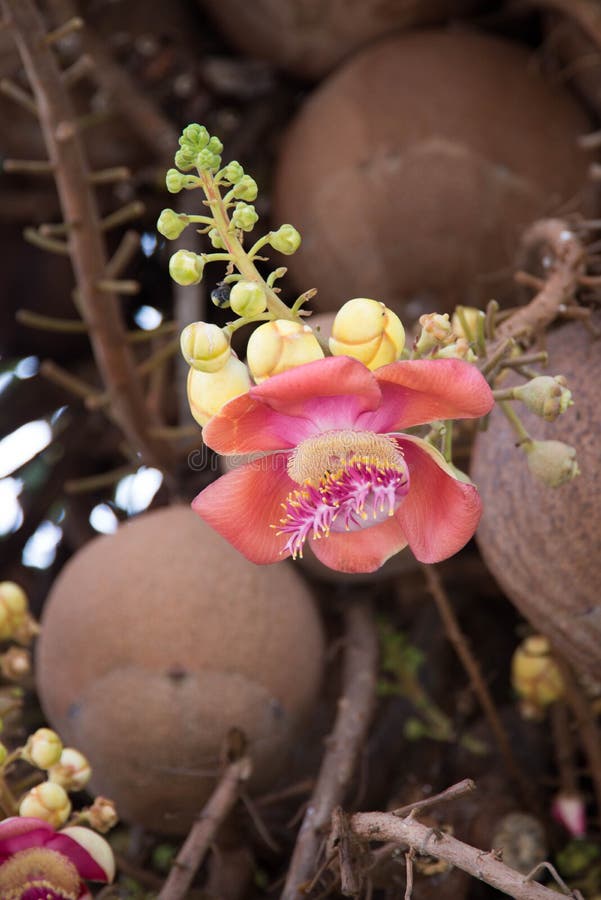 Shorea robusta flower editorial image. Image of crimson - 106588020