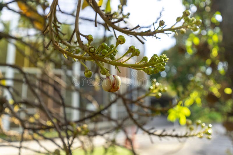 Shorea Robusta Flower on Its Tree Branches. Stock Image - Image of ...