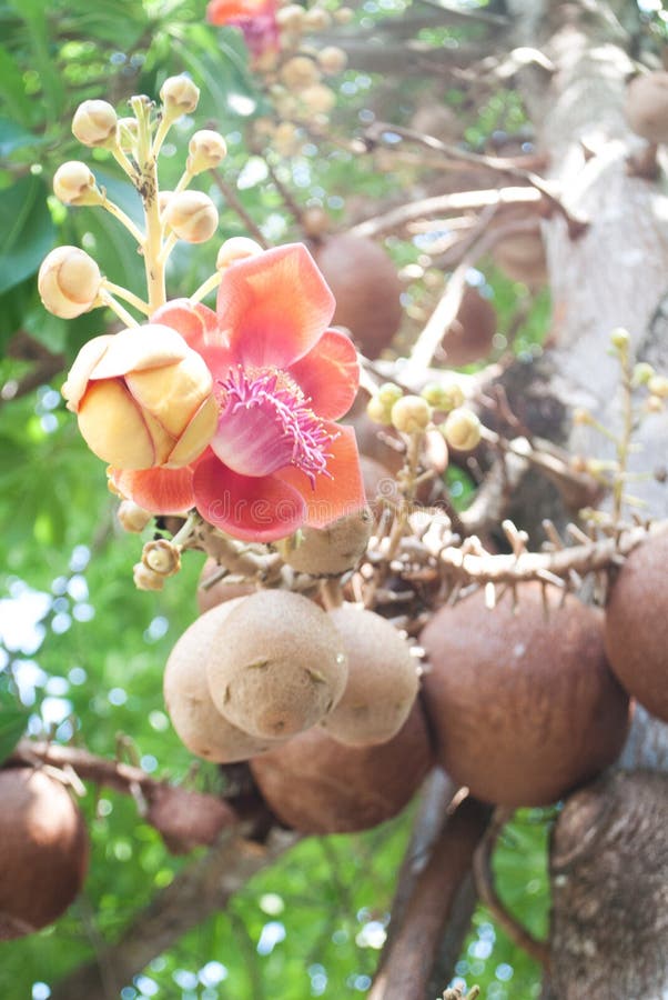 Shorea robusta flower stock photo. Image of thai, beautiful - 91548698