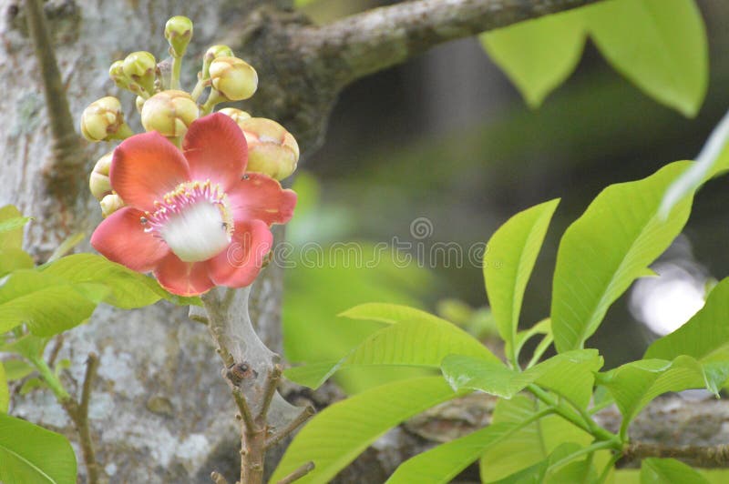 Shorea robusta flower stock photo. Image of tree, garden - 101762632