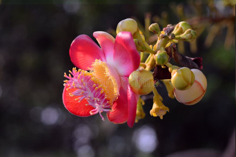 Shorea Robusta Tree or Sal Fruit Tree in Thai Temple Stock Image ...