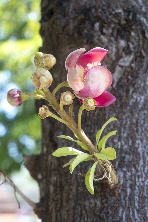 Shorea Robusta Flowers on the Tree Stock Photo - Image of green ...