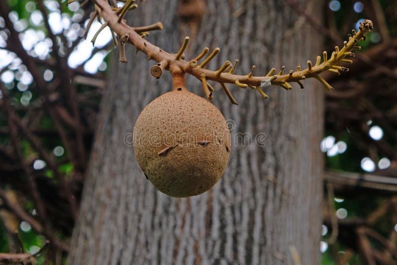 Shorea robusta fruit stock photo. Image of natural, exotic - 242907902