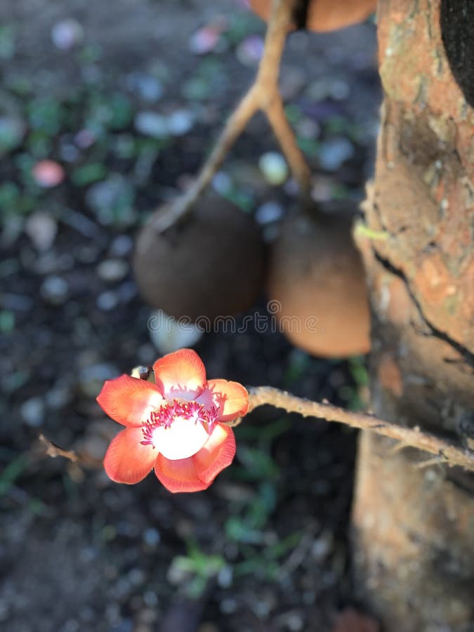 Shorea Robusta or Sakhua or Shala Tree or Sal Tree Flower. Stock Image ...