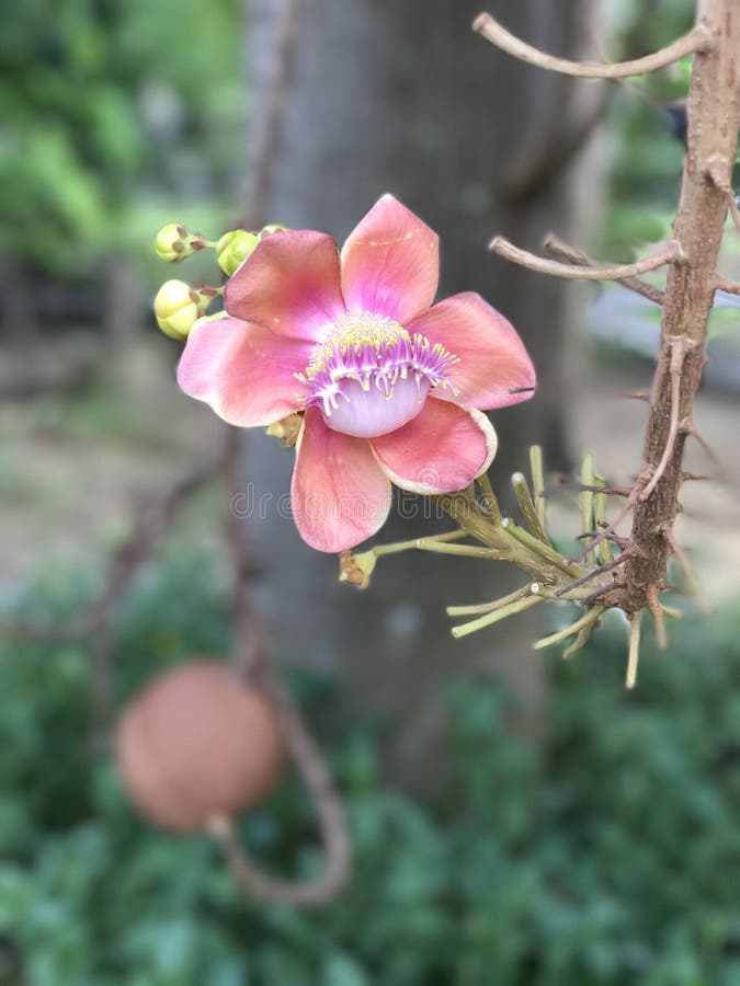 Shorea Robusta or Shala Tree or Sal Tree Flower. Stock Photo - Image of ...