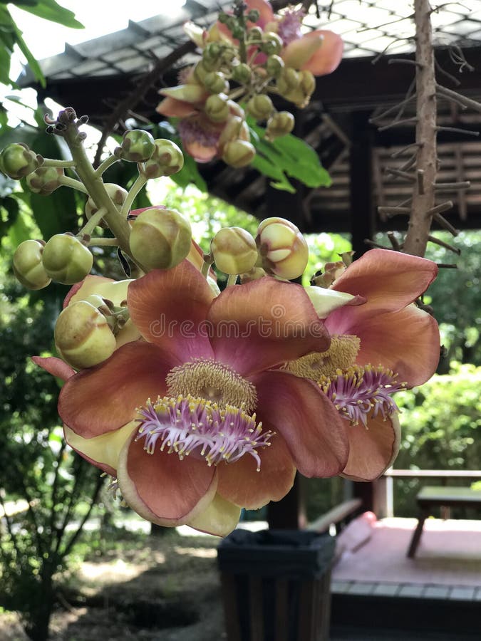 Shorea Robusta or Shala Tree or Sal Tree Flower. Stock Image - Image of ...