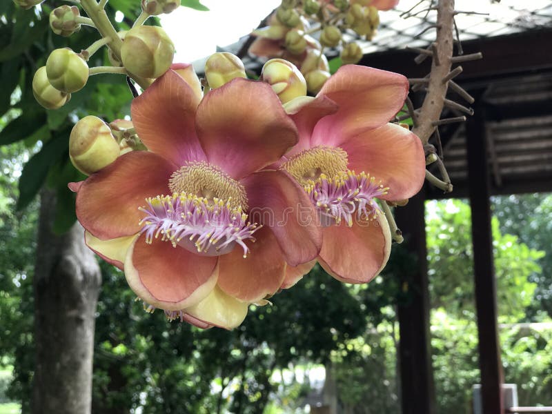 Shorea Robusta or Shala Tree or Sal Tree Flower. Stock Photo - Image of ...