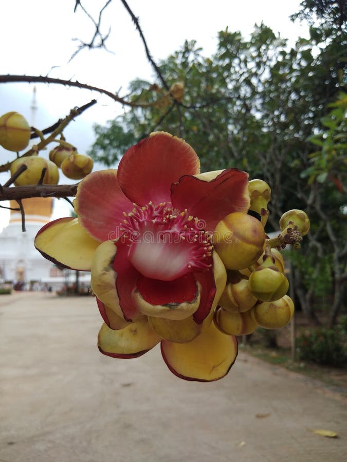 Shorea Robusta Or Sal Tree Is Known Also As Sakhua In Northern India ...