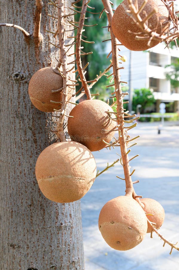 Shorea Robusta Or Sal Tree Is Known Also As Sakhua In Northern India ...