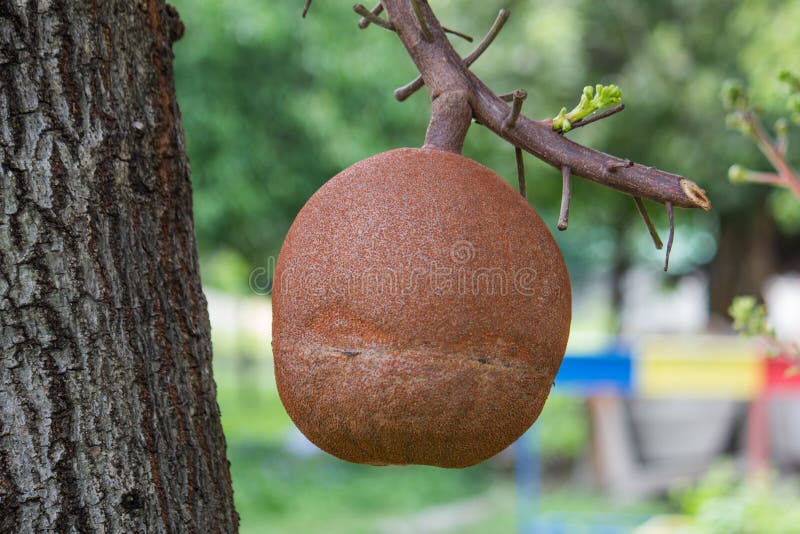 Shorea Robusta Tree or Sal Fruit Tree in Thai Temple Stock Image ...