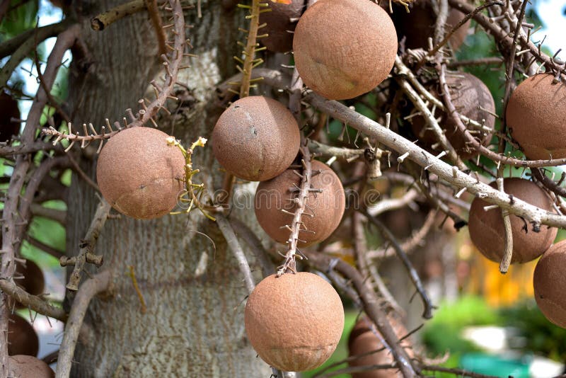 Shorea Robusta Tree Sal Fruit Tree Thai Temple Stock Photos - Free ...
