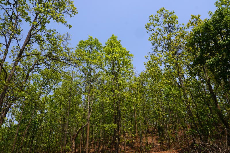 Sal Trees (Shorea Robusta) Forest in Chhattisgarh, India Stock Photo ...