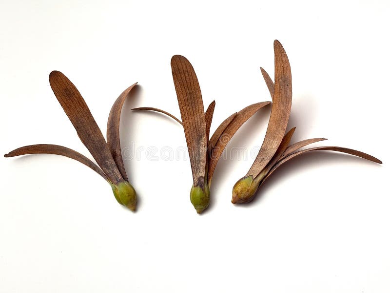 Shorea, White Meranti, Shorea ( Dipterocarpaceae ) Seed on White ...