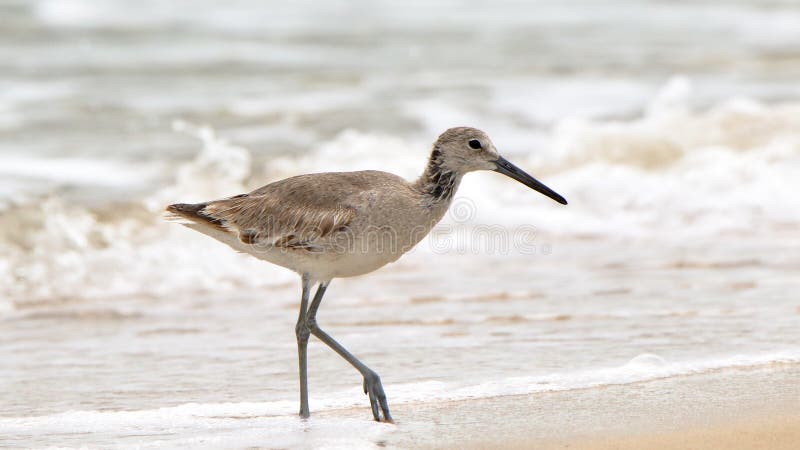 Shorebird Willet Walking in the Surf Stock Photo - Image of walking ...