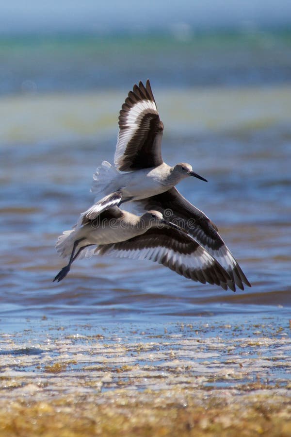 Shorebirds in Flight stock photo. Image of birds, shorebirds - 30412638