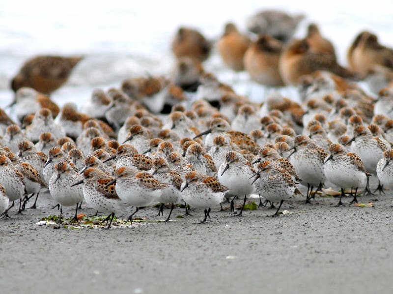 Shorebirds in a Crowd stock image. Image of beach, western - 30671029