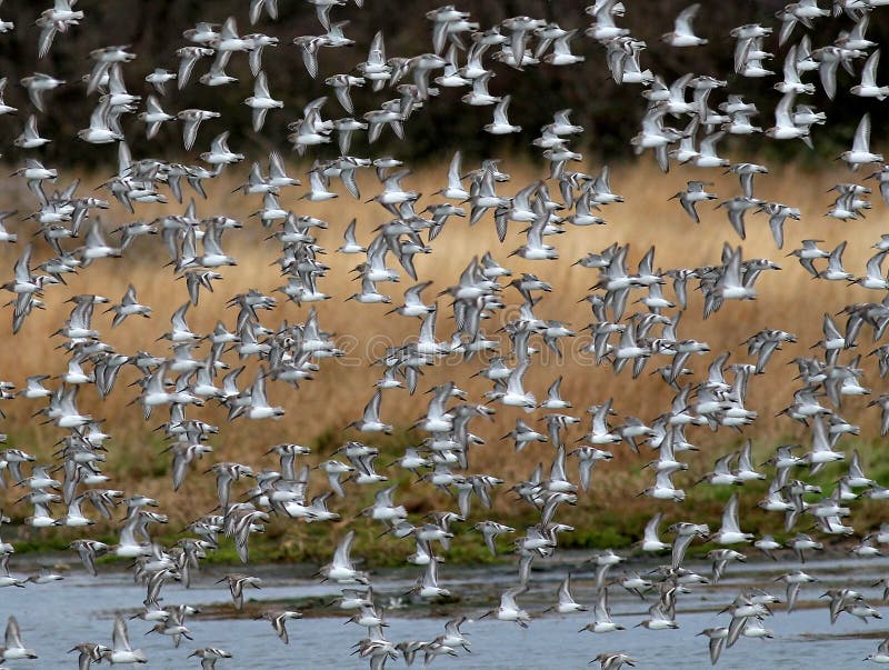 Shorebirds in Flight stock photo. Image of birds, shorebirds - 30412638