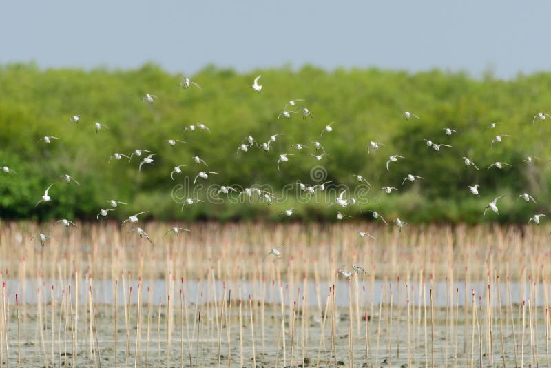 Shorebirds flying. stock photo. Image of natural, animal - 101978500