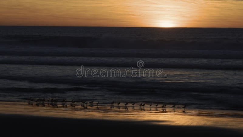 Shorebirds at Sunset stock photo. Image of ardea, aves - 50354806