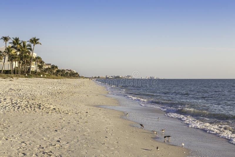 Shoreline in Naples, Florida Stock Image - Image of sand, palms: 30263729