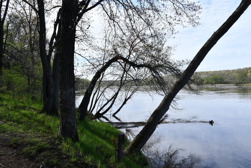 Shoreline Views of a River with Trees Along the Shorelines and Deadfall ...