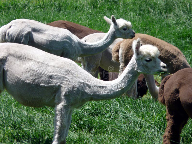 Shorn stock photo. Image of wool, coats, field, alpaca - 25055308