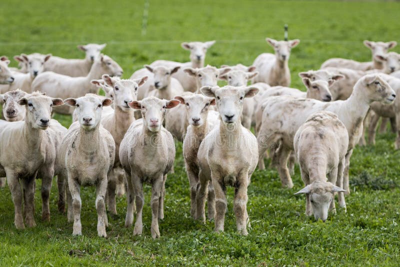 603 Shorn Sheep Photos - Free & Royalty-Free Stock Photos from Dreamstime