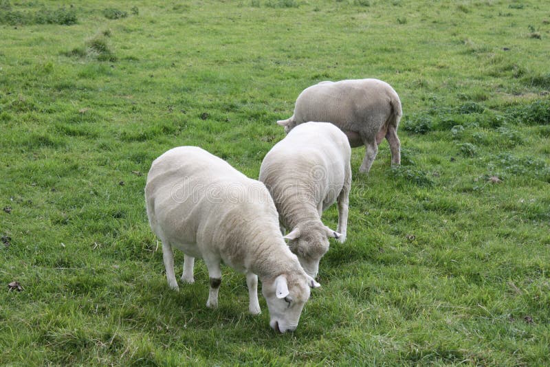Shorn Sheeps stock image. Image of farming, breeding - 12804831