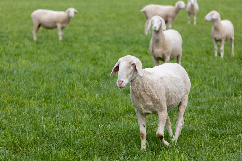 Shorn White Sheeps on the Green Pasture Stock Image - Image of goats ...