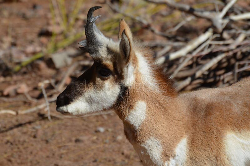 Short Antlers on a Young Pronghorn Antelope Stock Image - Image of ...