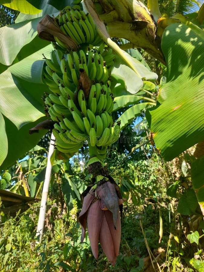 133 Short Banana Tree Stock Photos - Free & Royalty-Free Stock Photos ...